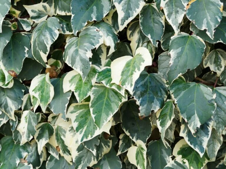 10 Popular Types of Ivy to Grow at Home - Petal Republic