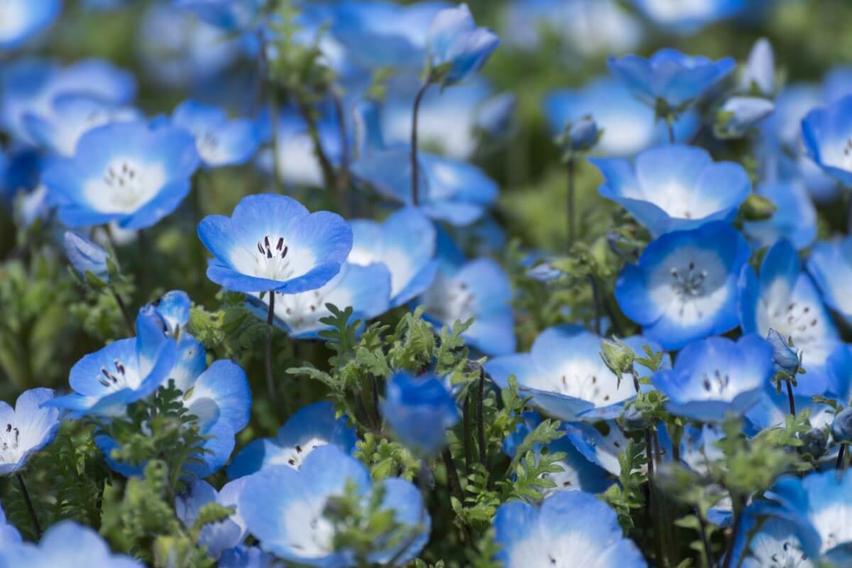55 Native California Flowers and Plants - Petal Republic