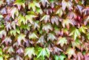 10 Popular Types of Ivy to Grow at Home - Petal Republic