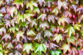 10 Popular Types of Ivy to Grow at Home - Petal Republic