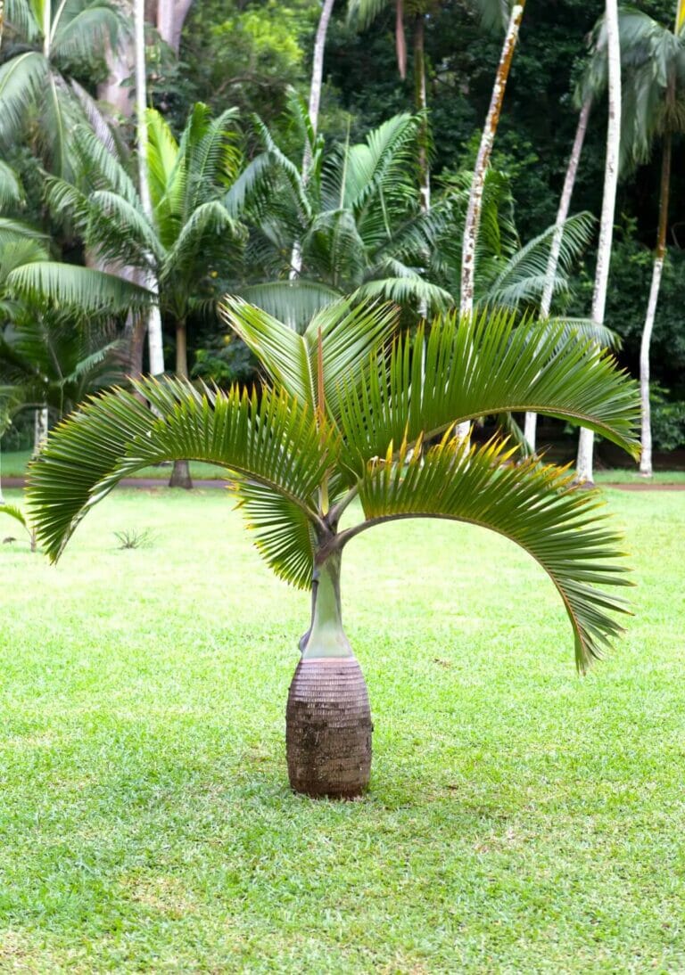 30 Types of Potted Palm Trees - Petal Republic