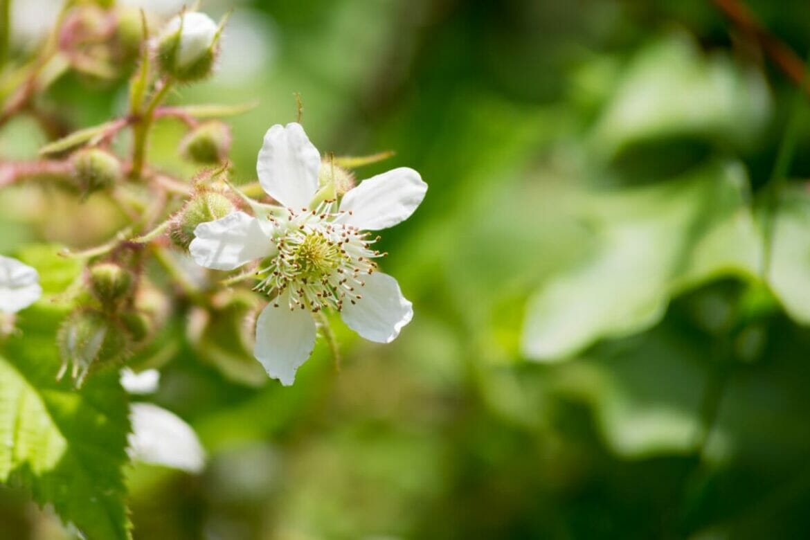 55 Native California Flowers and Plants - Petal Republic