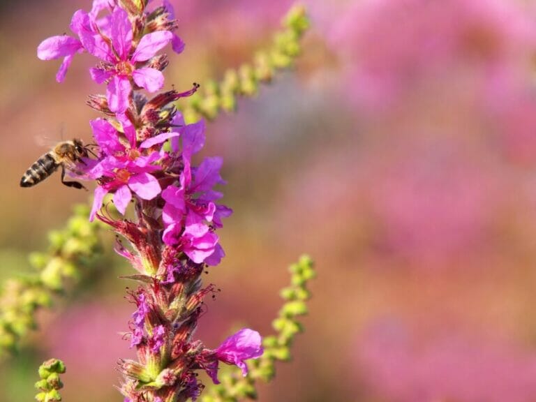 55 Native California Flowers and Plants - Petal Republic