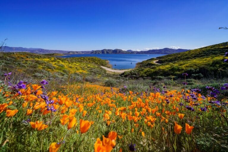 55 Native California Flowers and Plants - Petal Republic