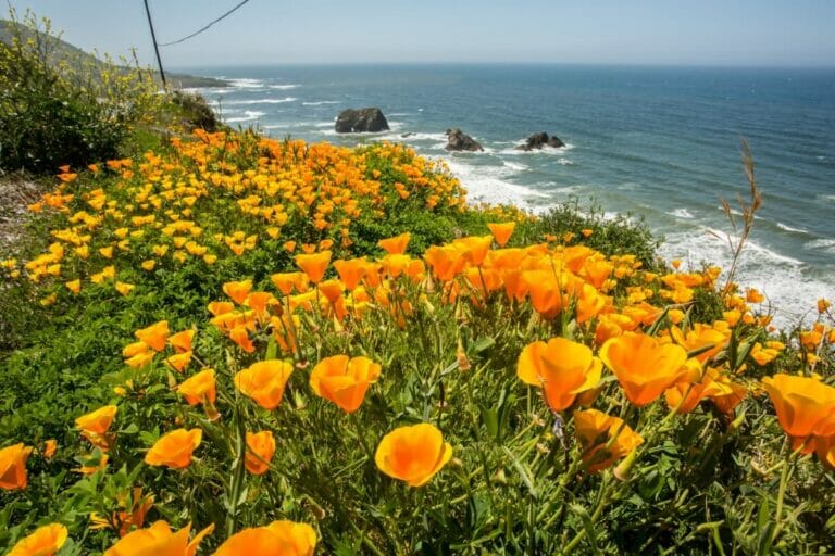55 Native California Flowers and Plants - Petal Republic