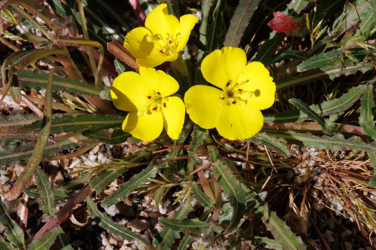 55 Native California Flowers and Plants - Petal Republic