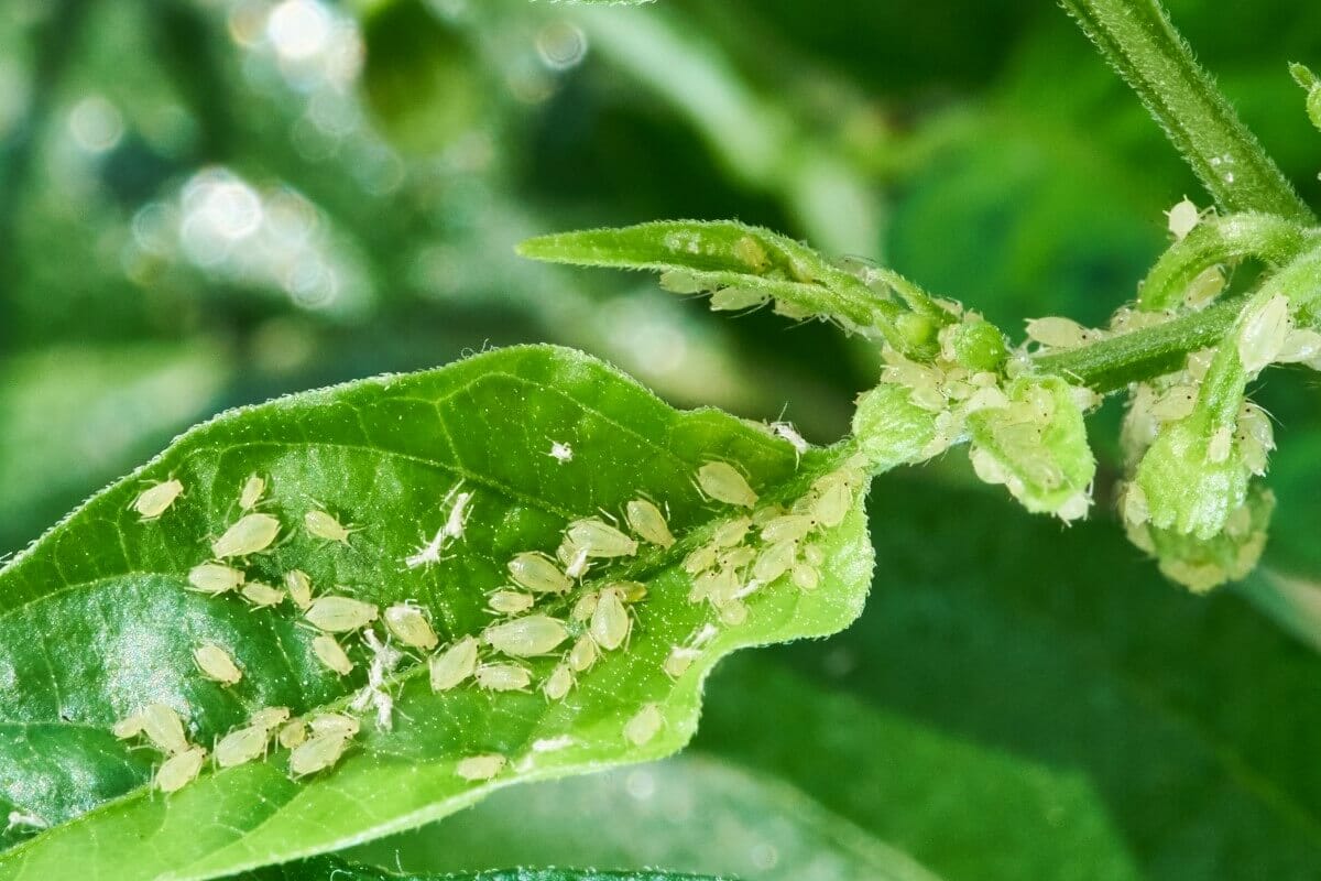 10 Popular Types of Ivy to Grow at Home - Petal Republic