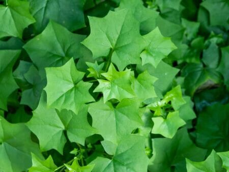 10 Popular Types of Ivy to Grow at Home - Petal Republic