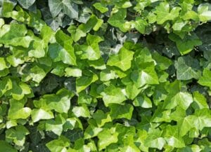 10 Popular Types of Ivy to Grow at Home - Petal Republic