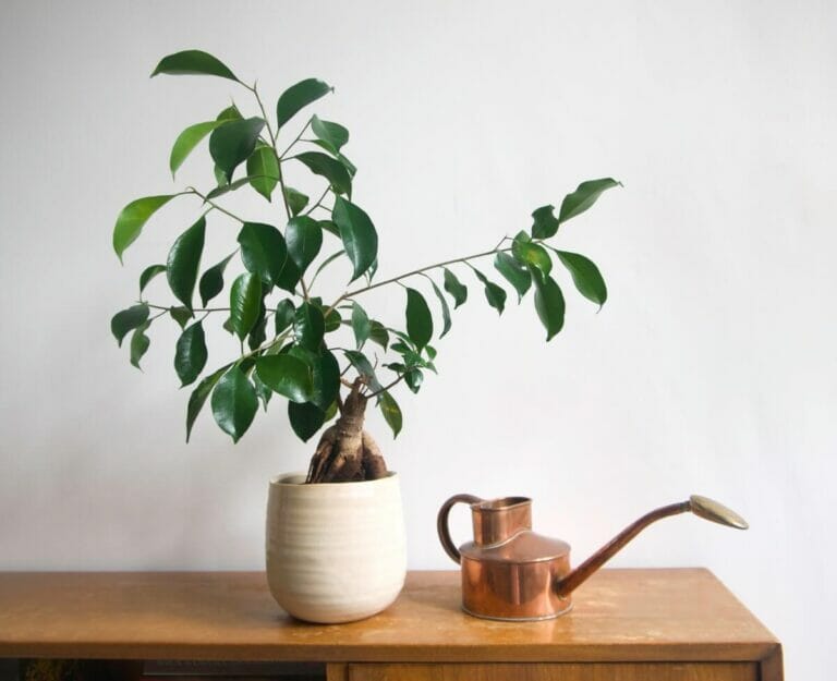 How to Grow Ficus Ginseng Plants at Home - Petal Republic