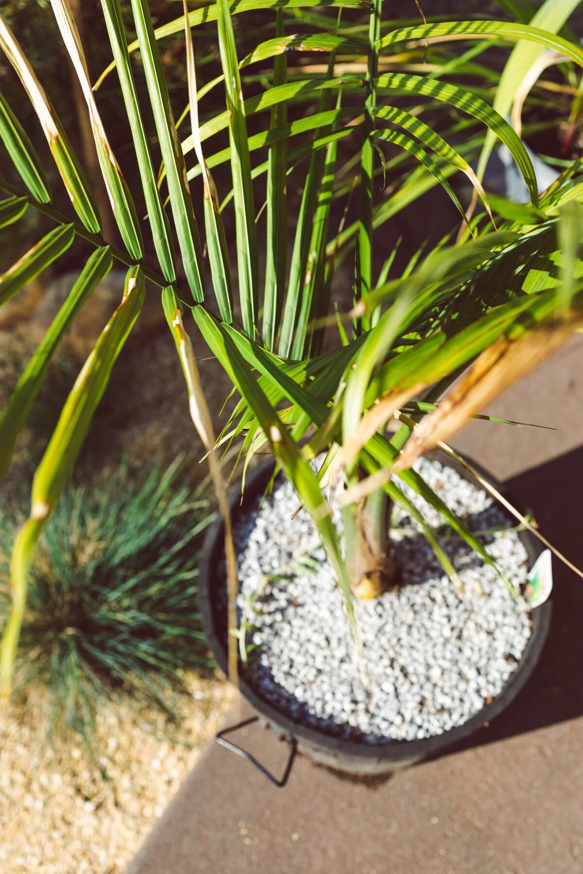 30 Types of Potted Palm Trees - Petal Republic