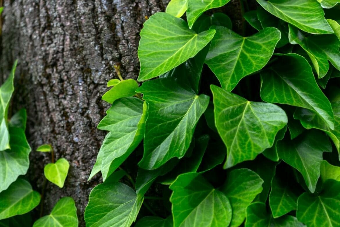 10 Popular Types of Ivy to Grow at Home - Petal Republic