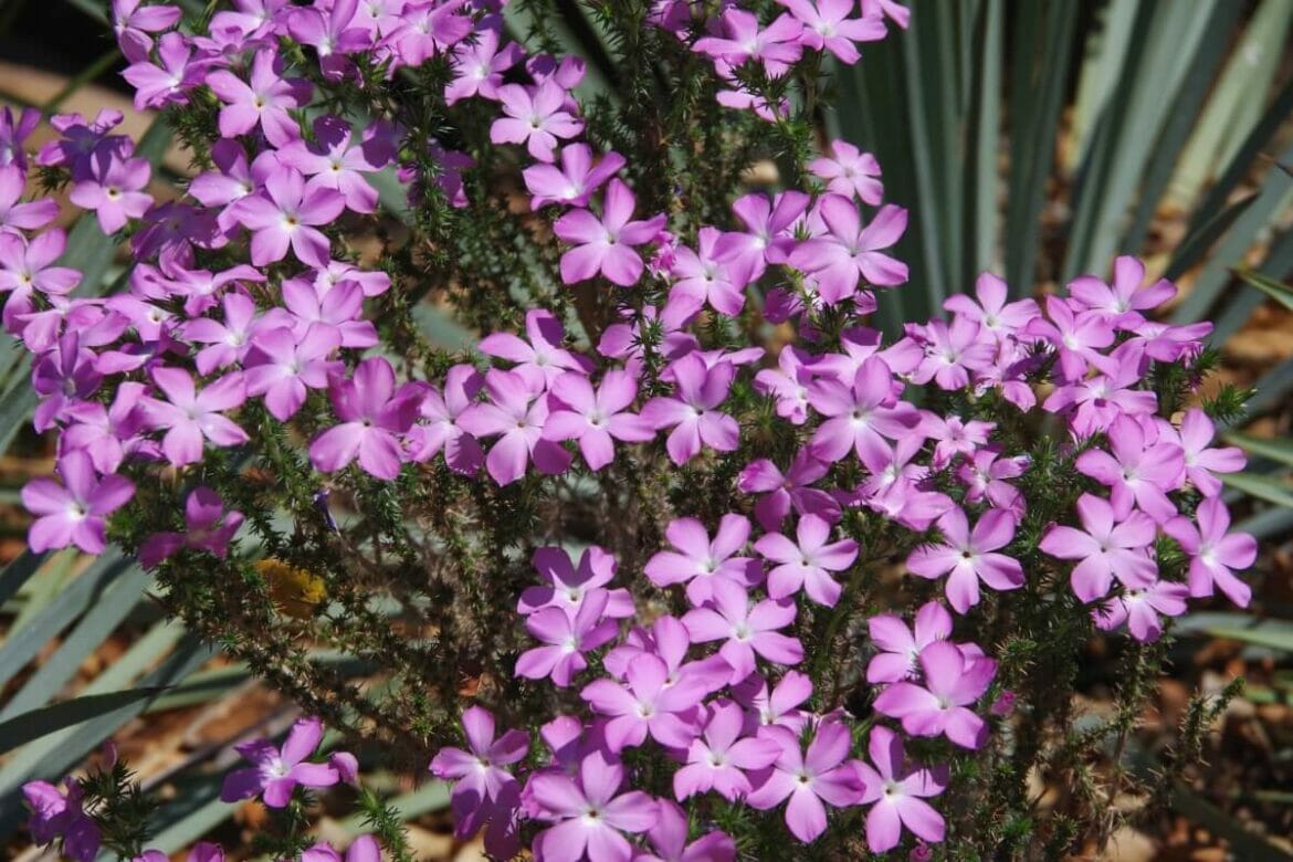 55 Native California Flowers and Plants - Petal Republic
