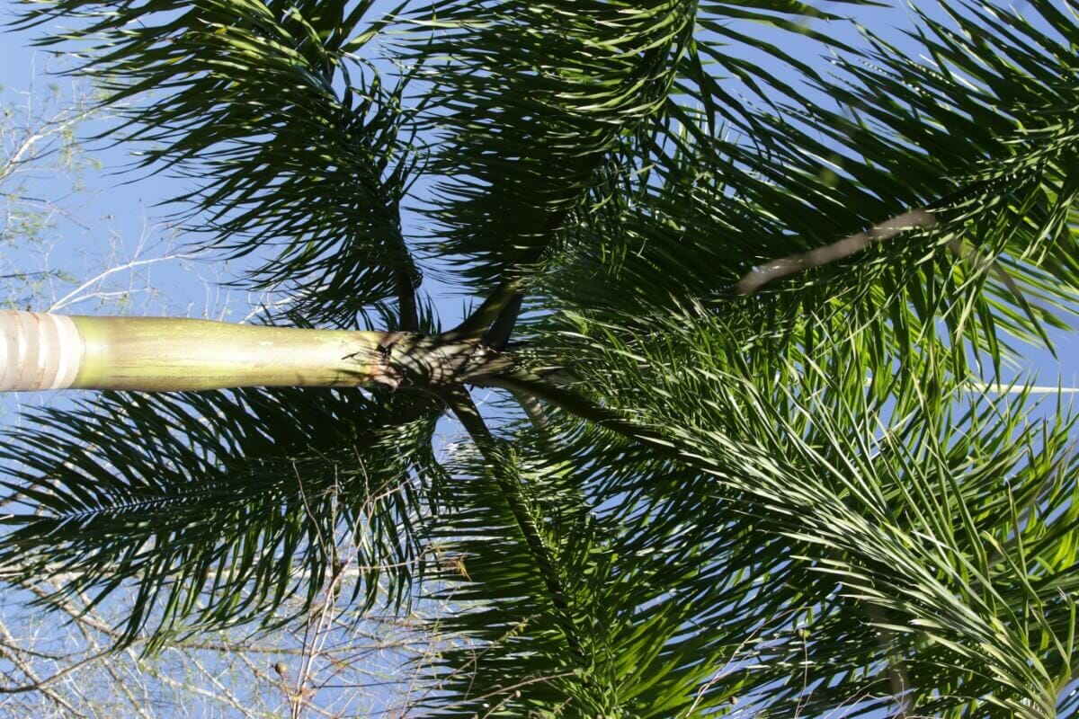 30 Types of Potted Palm Trees - Petal Republic