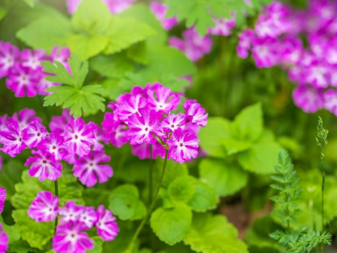 33 Traditional Japanese Flowers (Plus When and Where to See Them ...