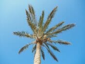 30 Types of Potted Palm Trees Suitable for Outdoors - Petal Republic
