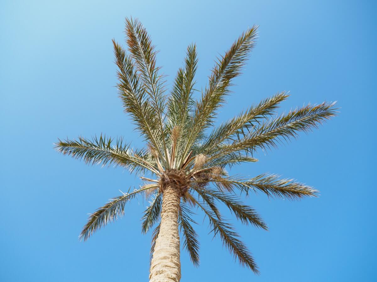 30 Types of Potted Palm Trees - Petal Republic