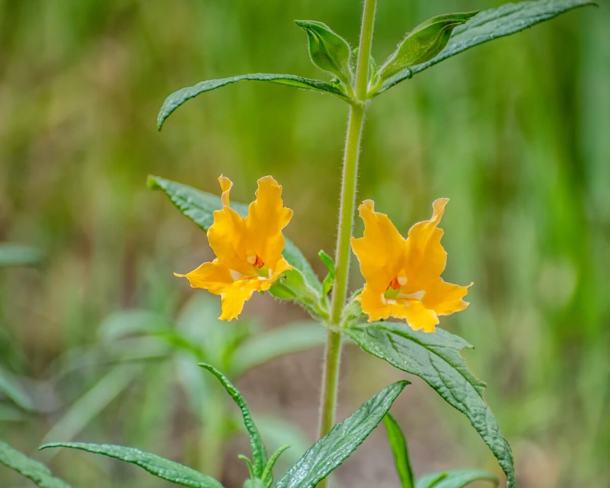 55 Native California Flowers and Plants - Petal Republic