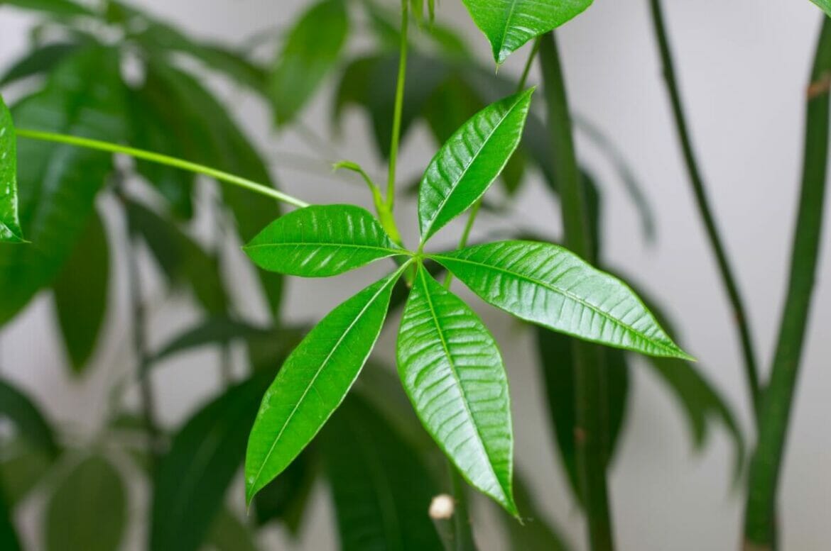 How to Water Money Tree Plants - Petal Republic