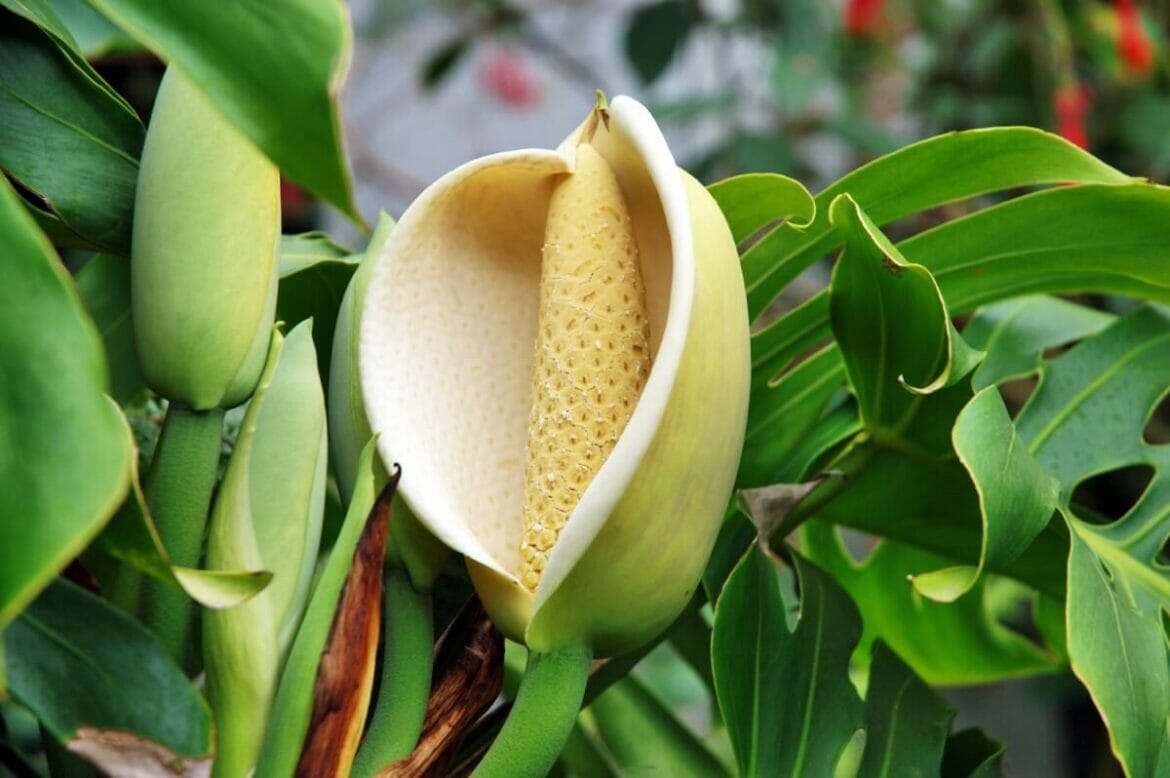 What Types of Monstera Plants Produce Fruit? - Petal Republic