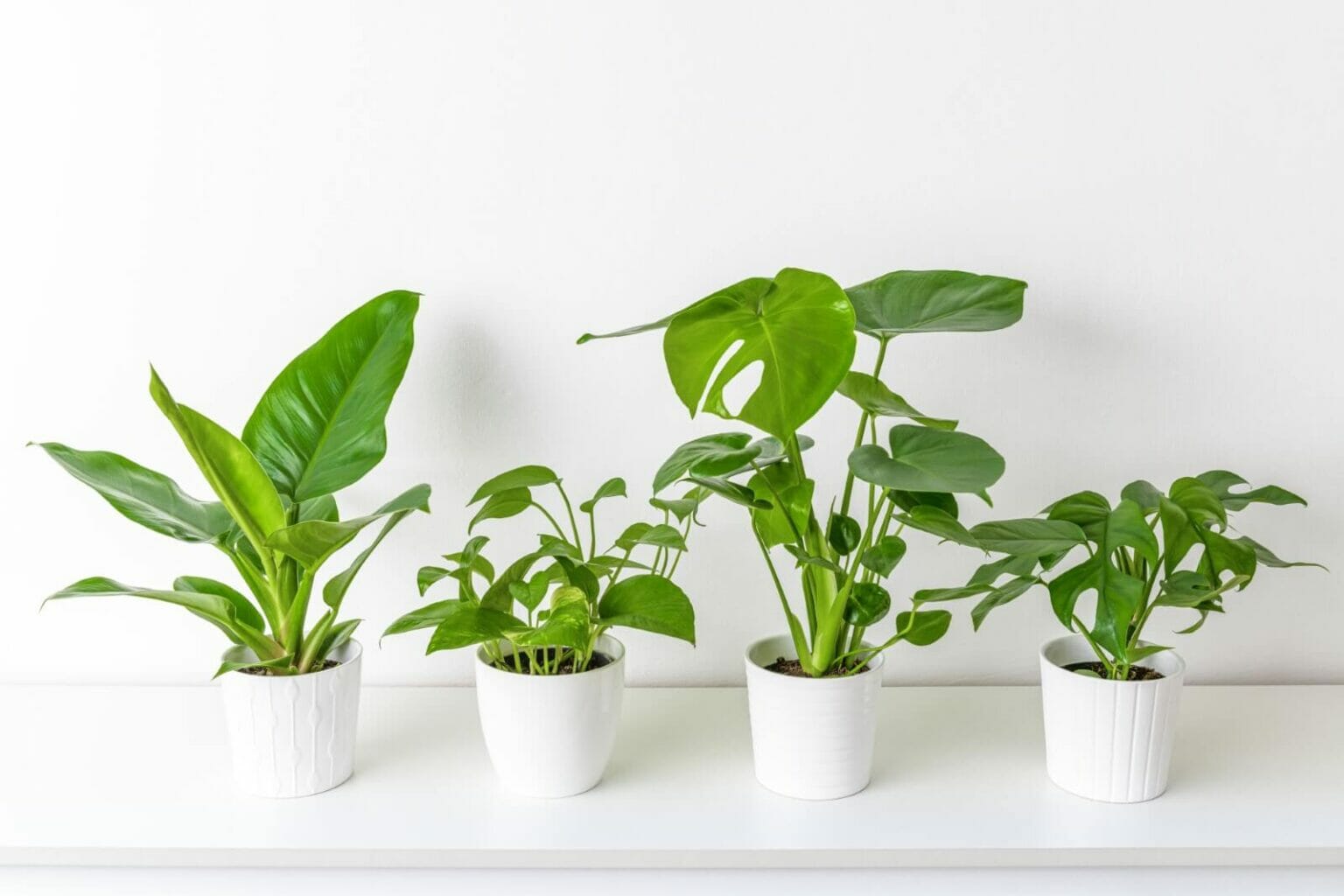 Monstera vs Pothos: Looks, Care, Vibe — Here’s How They Really Compare ...
