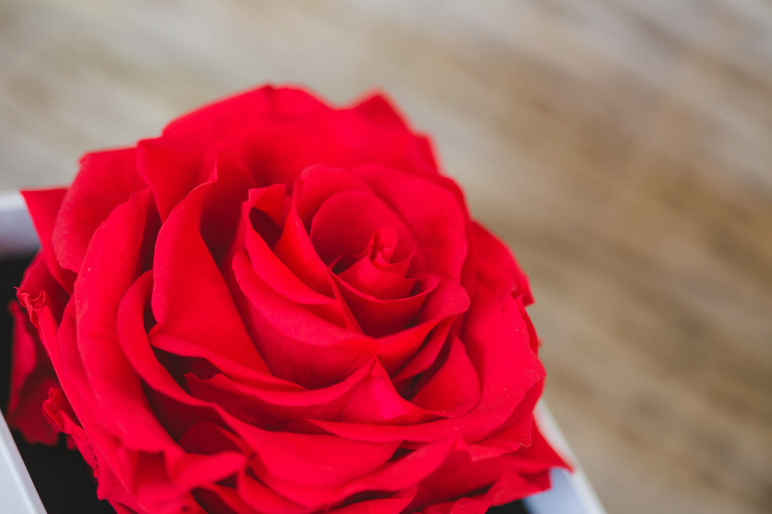 12 Best Options for Preserved & Everlasting Roses Delivery (2023 ...