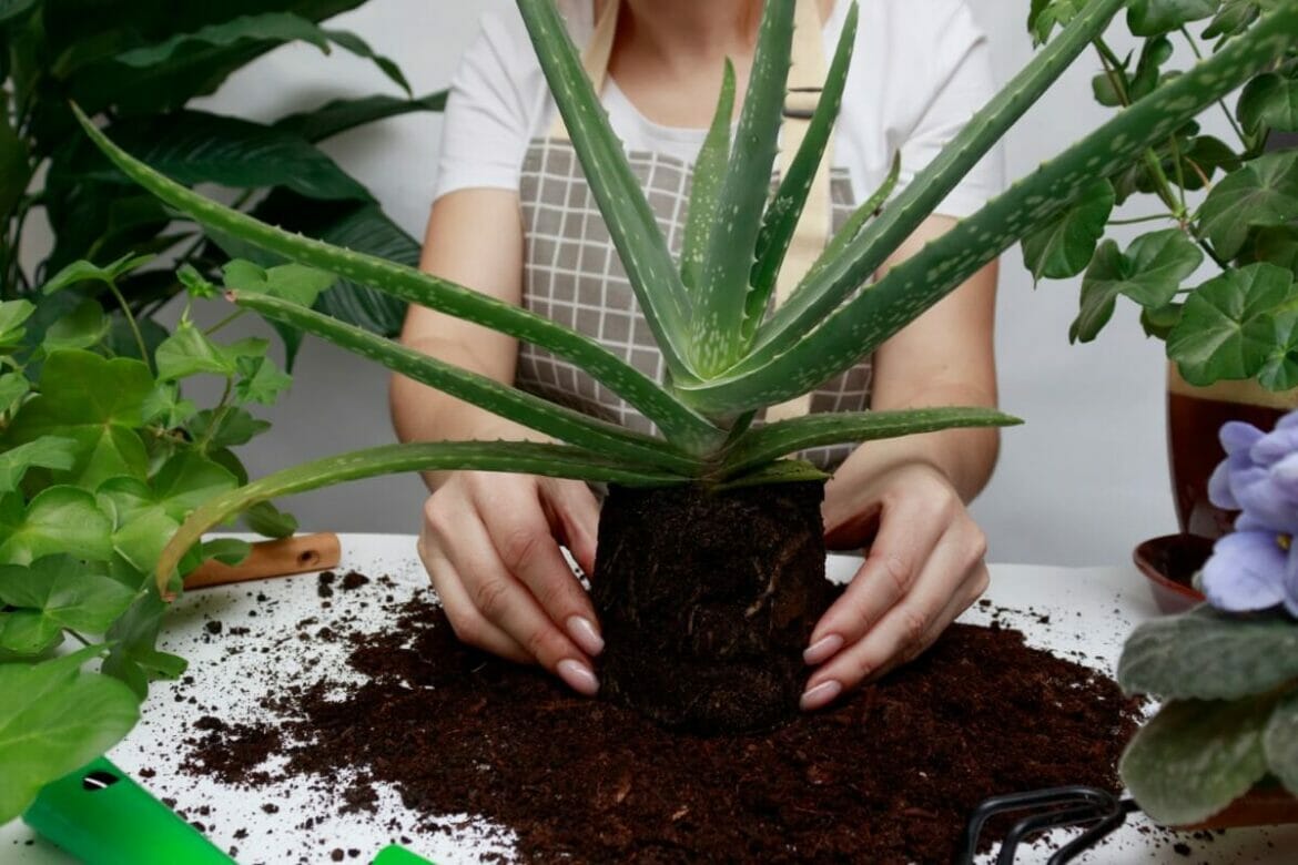 How to Successfully Repot Aloe Plants - Petal Republic How to Successfully Repot Aloe Plants - Petal Republic
