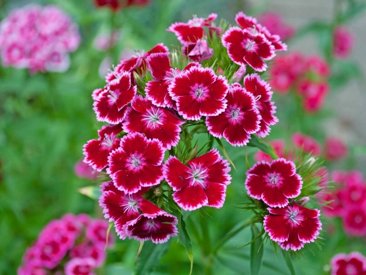 10 Outstanding Biennial Wildflowers to Admire - Petal Republic
