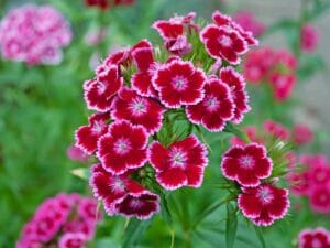 10 Outstanding Biennial Wildflowers to Admire - Petal Republic