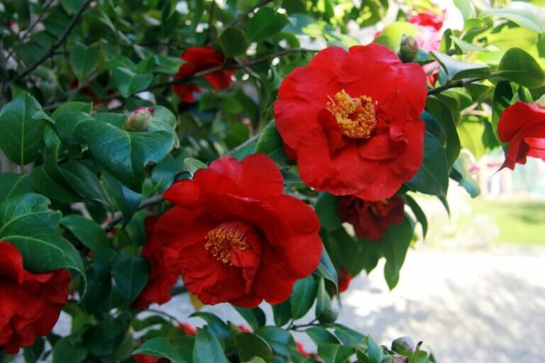 17 Red Camellia Flowers to Grow: From Crimson to Scarlet - Petal Republic