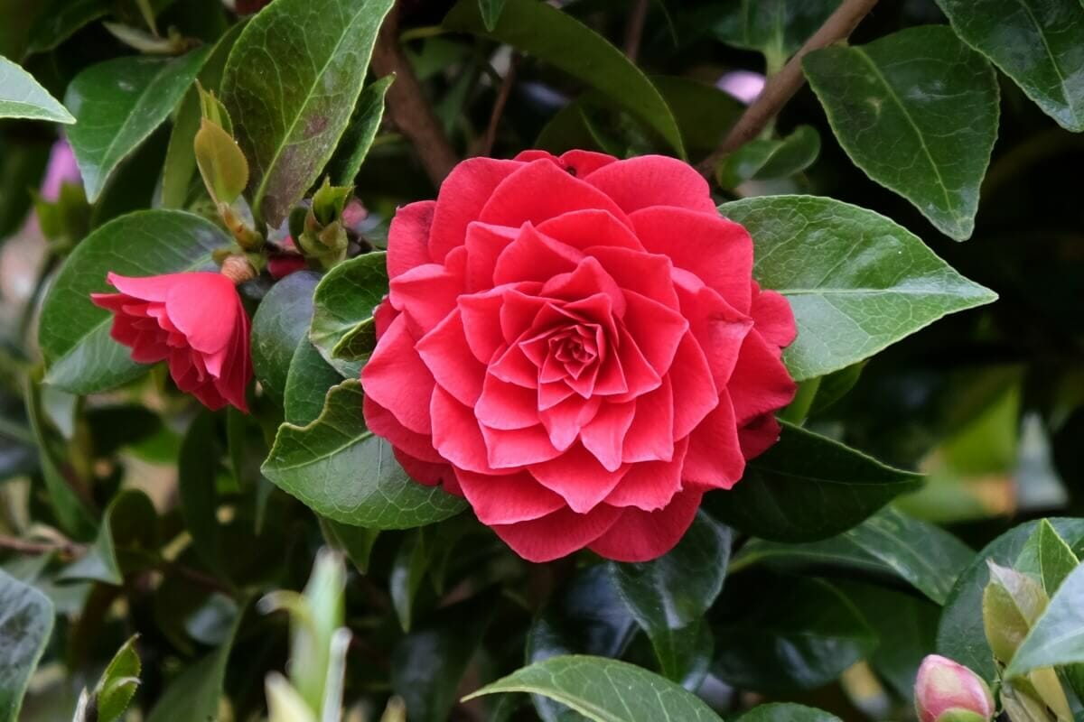 17 Red Camellia Flowers: A Stunning Overview From Crimson to Scarlet ...