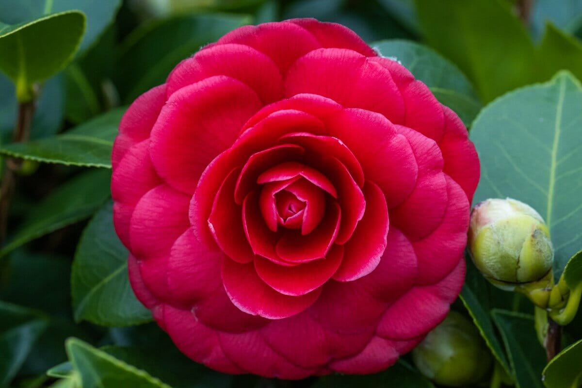 17 Red Camellia Flowers to Grow: From Crimson to Scarlet - Petal Republic