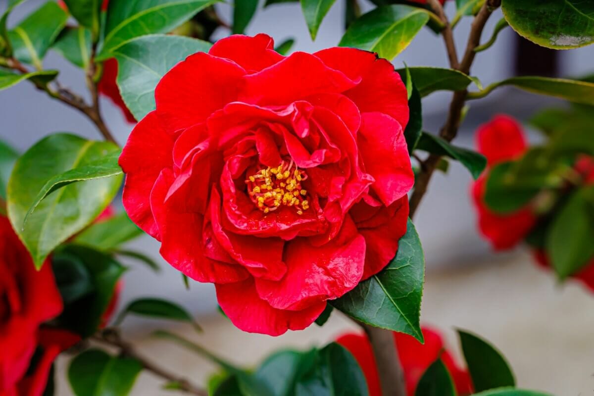 17 Red Camellia Flowers to Grow: From Crimson to Scarlet - Petal Republic