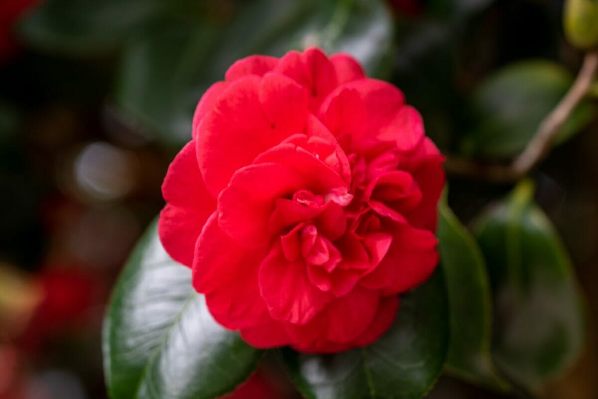 17 Red Camellia Flowers to Grow: From Crimson to Scarlet - Petal Republic