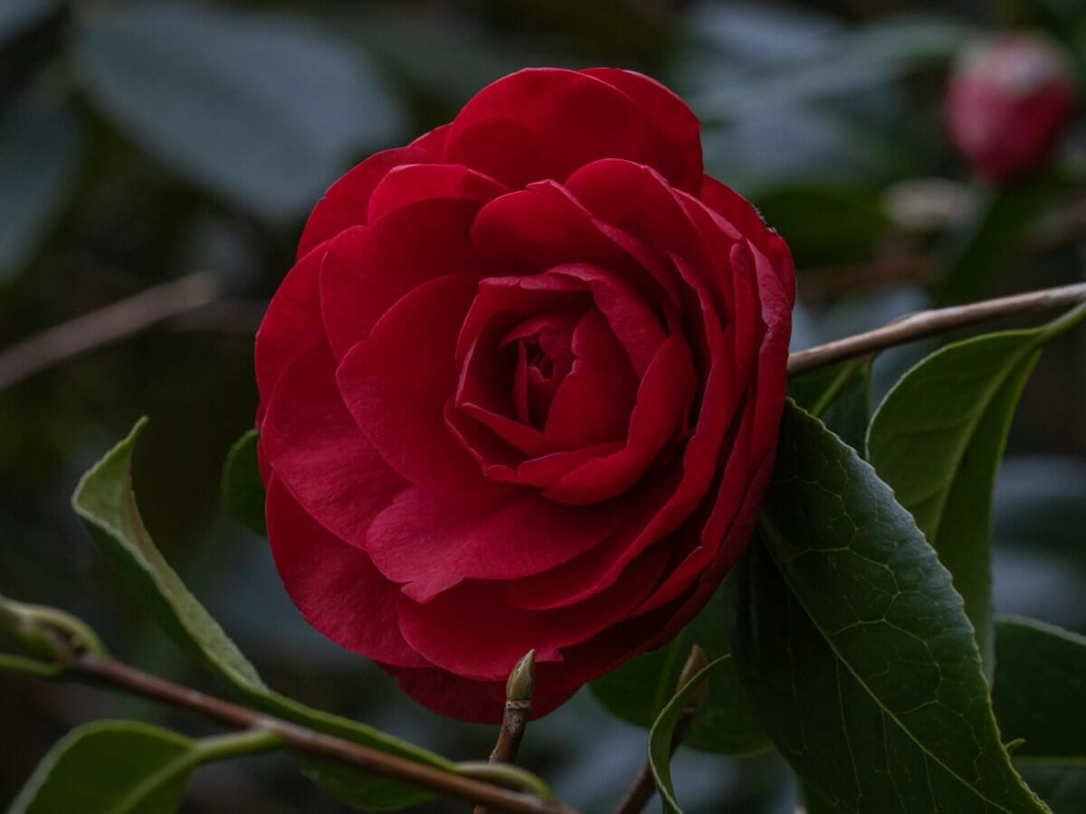 17 Red Camellia Flowers to Grow: From Crimson to Scarlet - Petal Republic