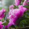 What Are the Most Fragrant Peonies? - Petal Republic