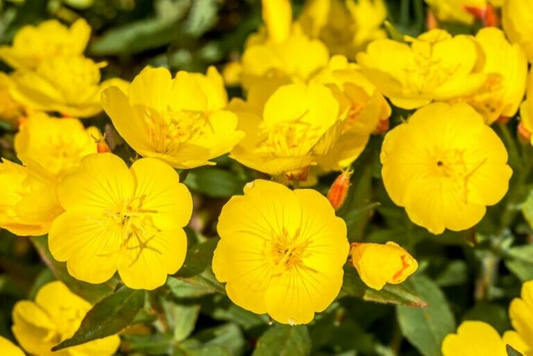 Evening Primrose: Growing and Care Guide Essentials - Petal Republic