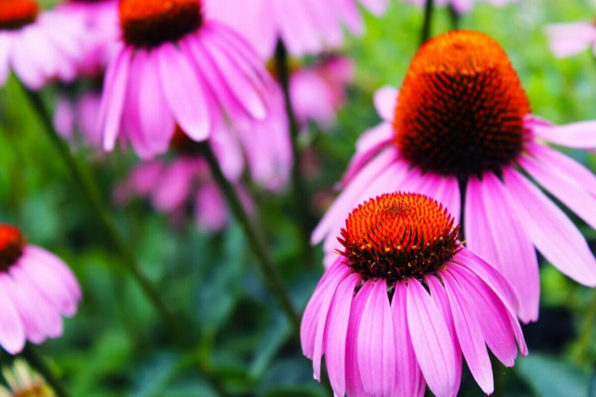 21 Flowers That Attract Beneficial Insects to Your Garden - Petal Republic
