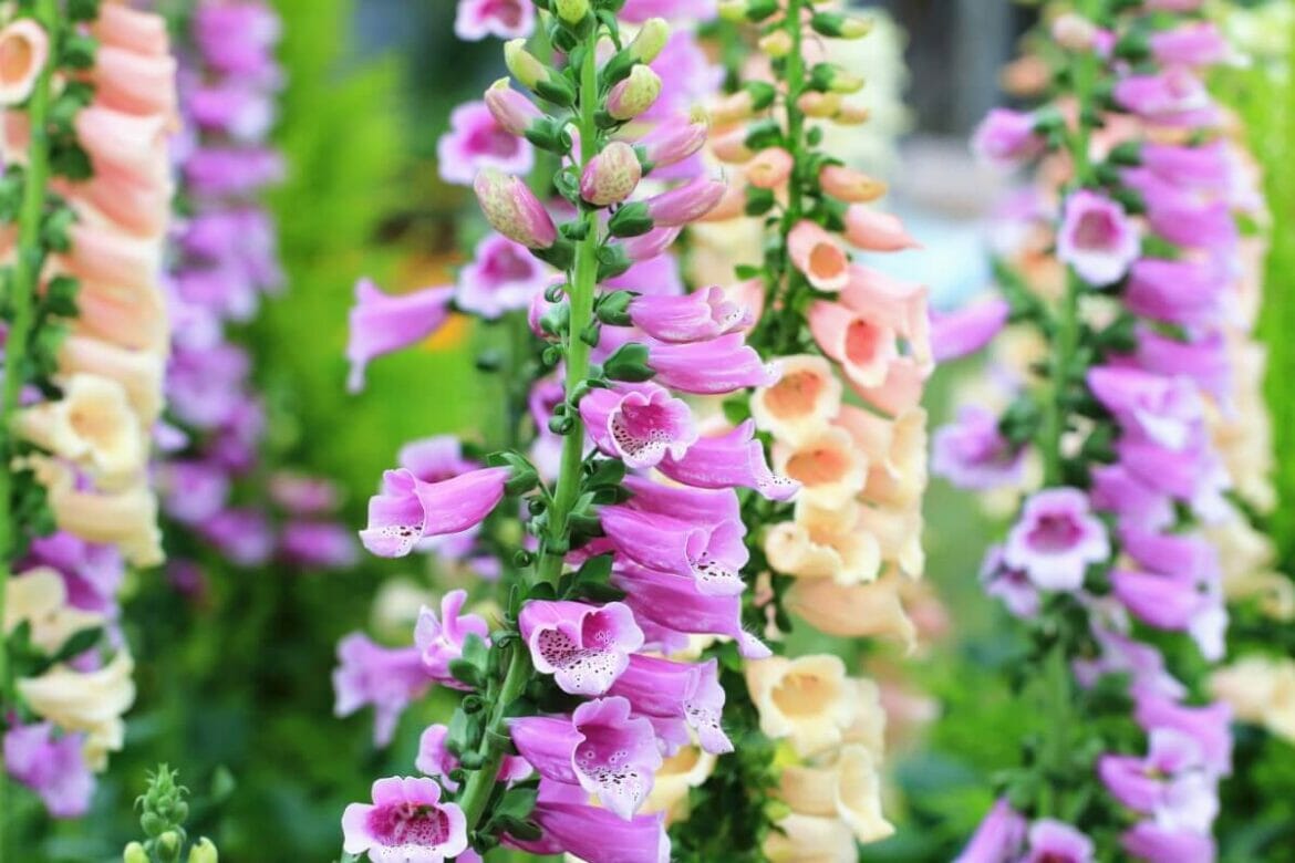 10 Beautiful Biennial Wildflowers to Grow in Your Garden - Petal Republic