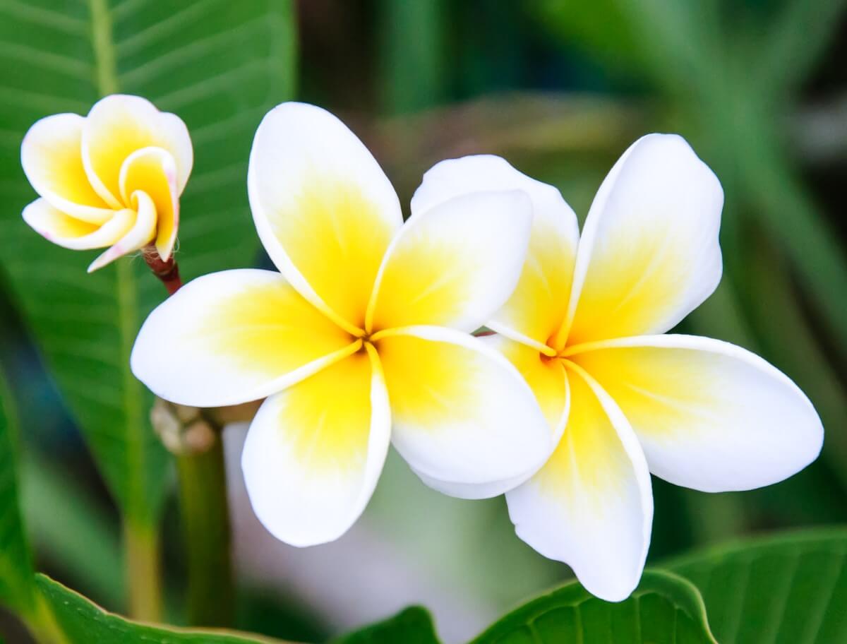 30 Amazing Types of Exotic Flowers to Admire - Petal Republic