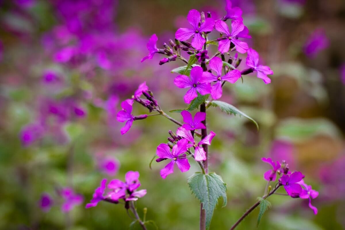 10 Beautiful Biennial Wildflowers to Grow in Your Garden - Petal Republic