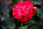 17 Red Camellia Flowers: A Stunning Overview From Crimson to Scarlet ...