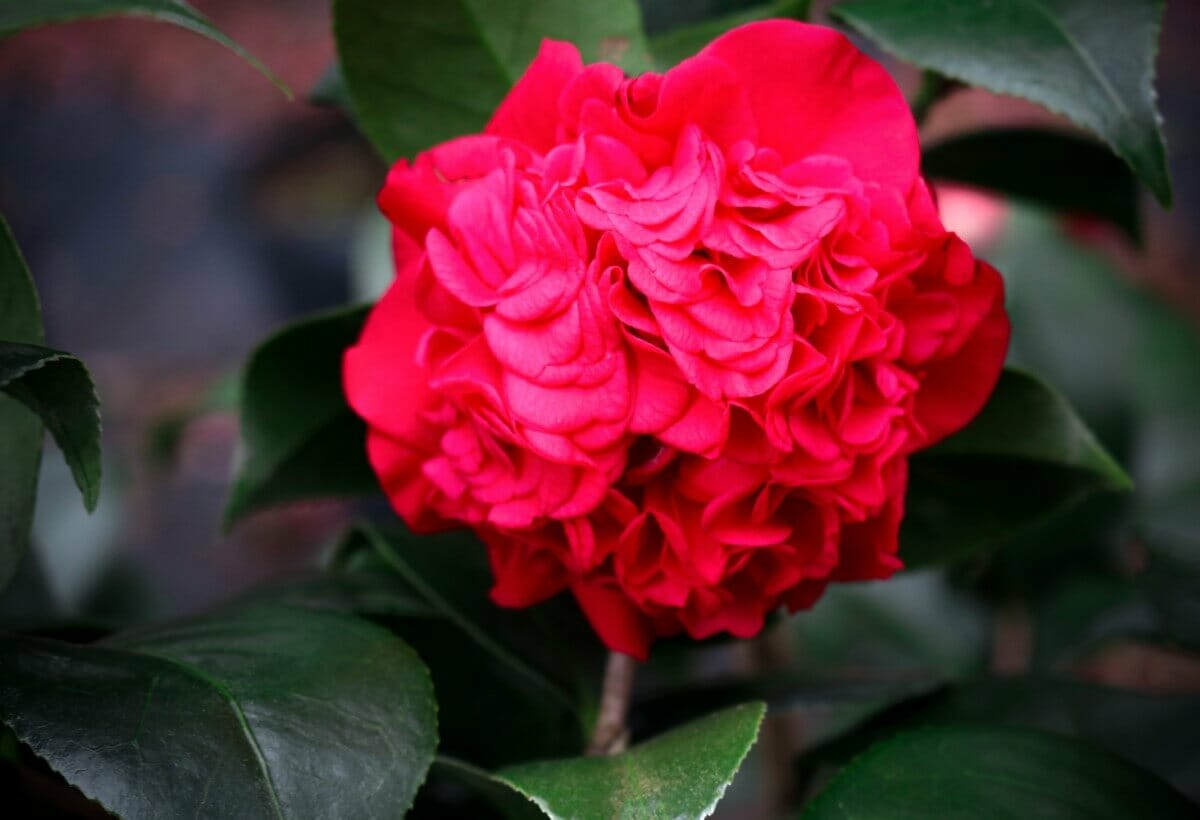 17 Red Camellia Flowers to Grow: From Crimson to Scarlet - Petal Republic