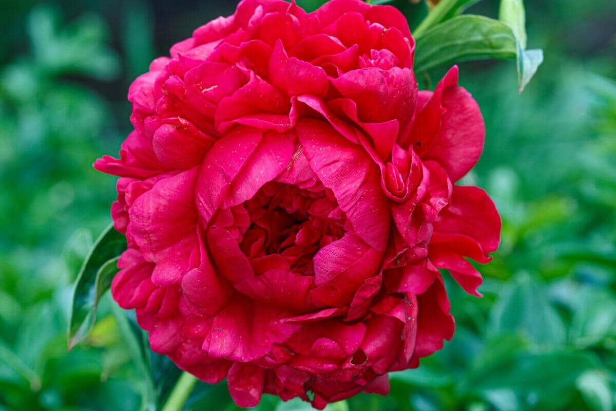 The Most Fragrant Peonies to Adorn Your Garden - Petal Republic