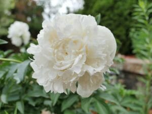 What Are the Most Fragrant Peonies? - Petal Republic