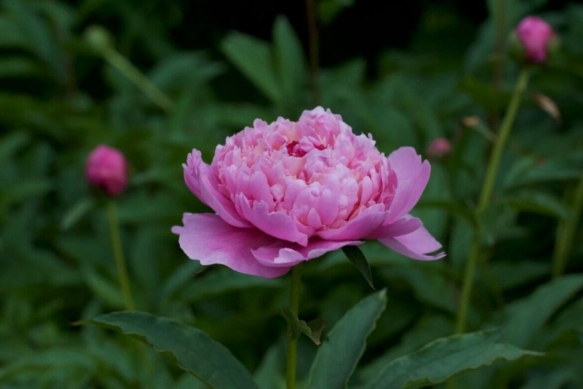 The Most Fragrant Peonies to Adorn Your Garden - Petal Republic