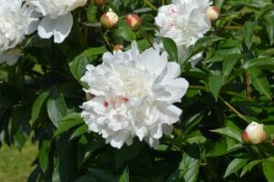 What Are the Most Fragrant Peonies? - Petal Republic