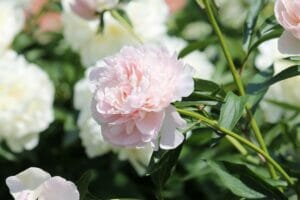 What Are the Most Fragrant Peonies? - Petal Republic