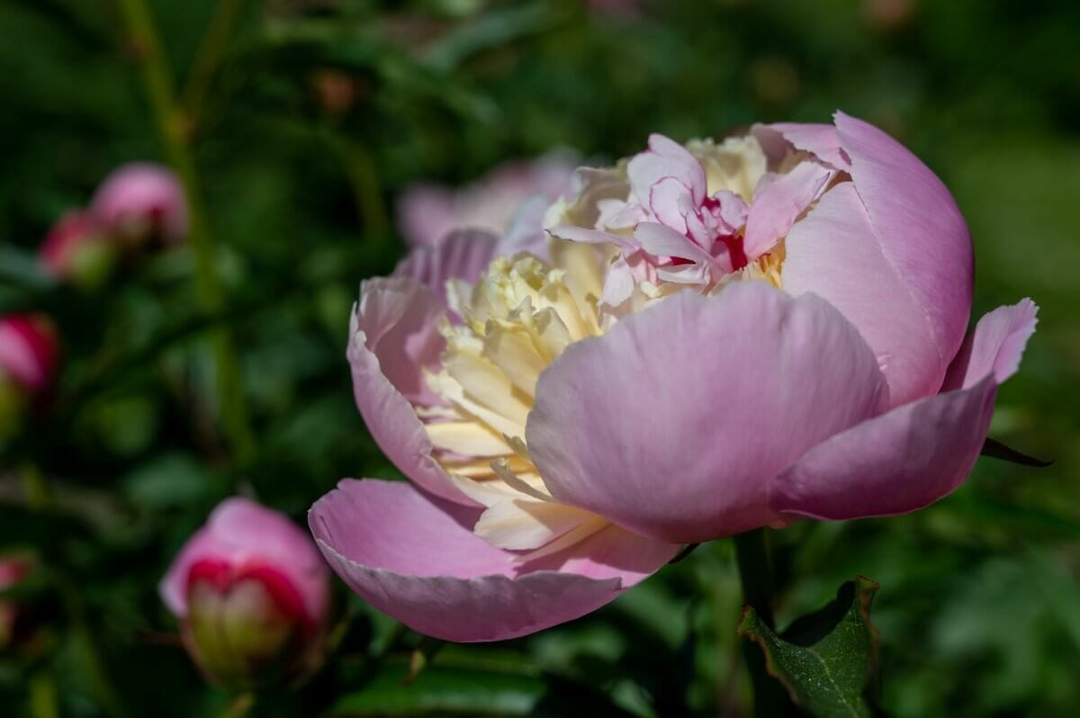 What Are the Most Fragrant Peonies? - Petal Republic
