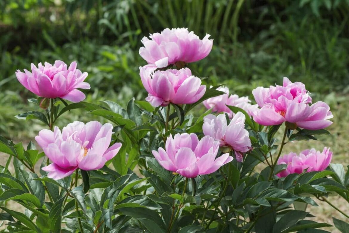 The Most Fragrant Peonies to Adorn Your Garden - Petal Republic
